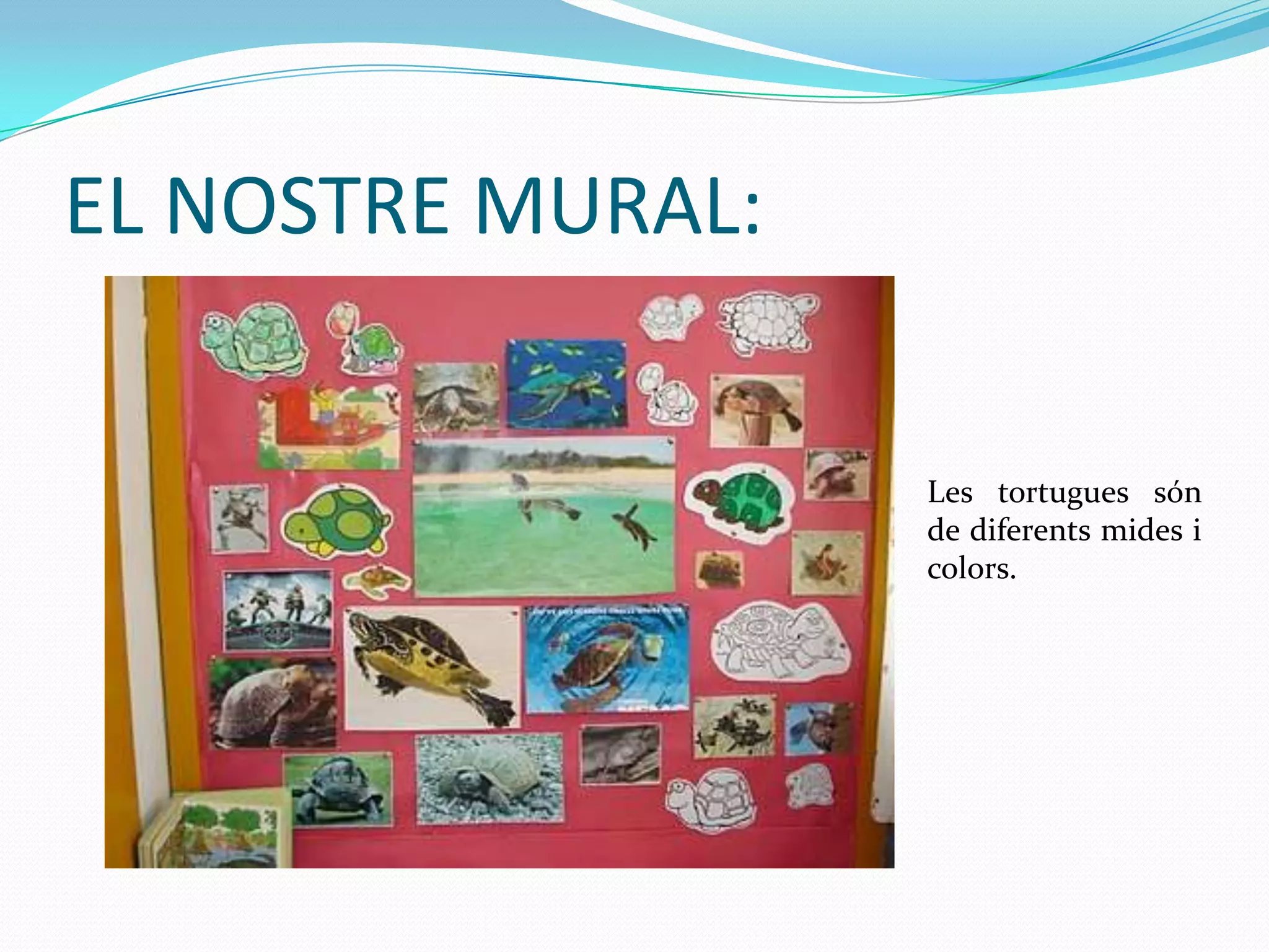 Les tortugues de mar | PPSX