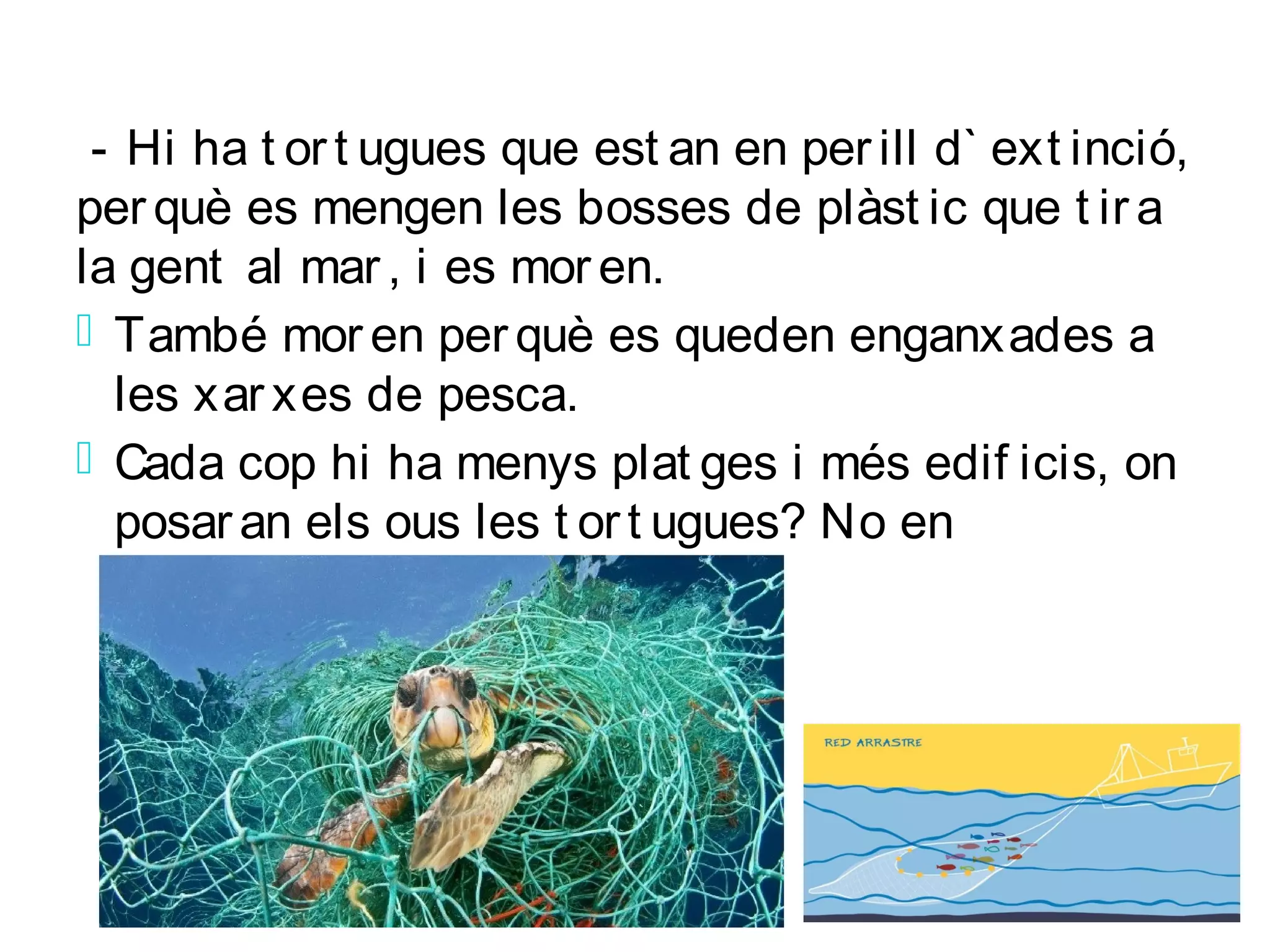 Les tortugues, Jan Montagut | ODP