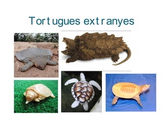 Les tortugues, Jan Montagut | ODP