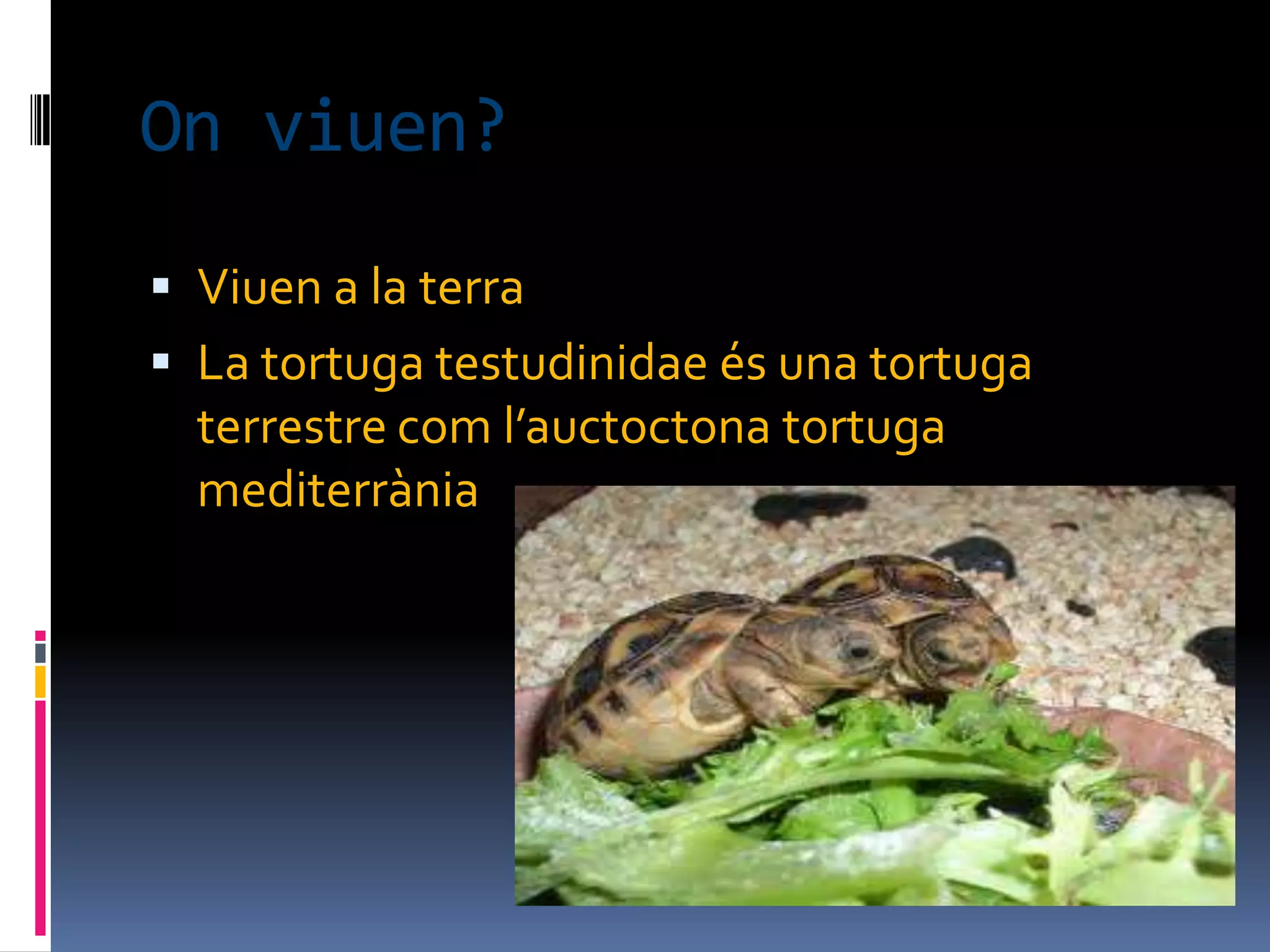 Les tortugues terrestres | PPTX