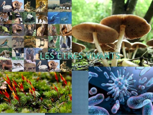 Les êtres vivants. mercedes, natalia, elena, sara