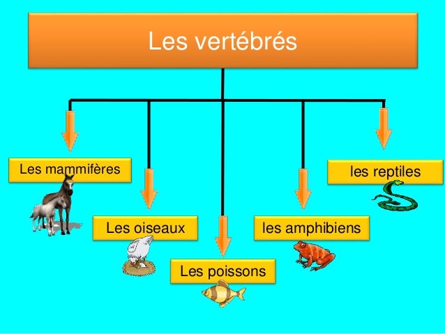 Les vertébrés