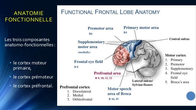 Le syndrome frontal