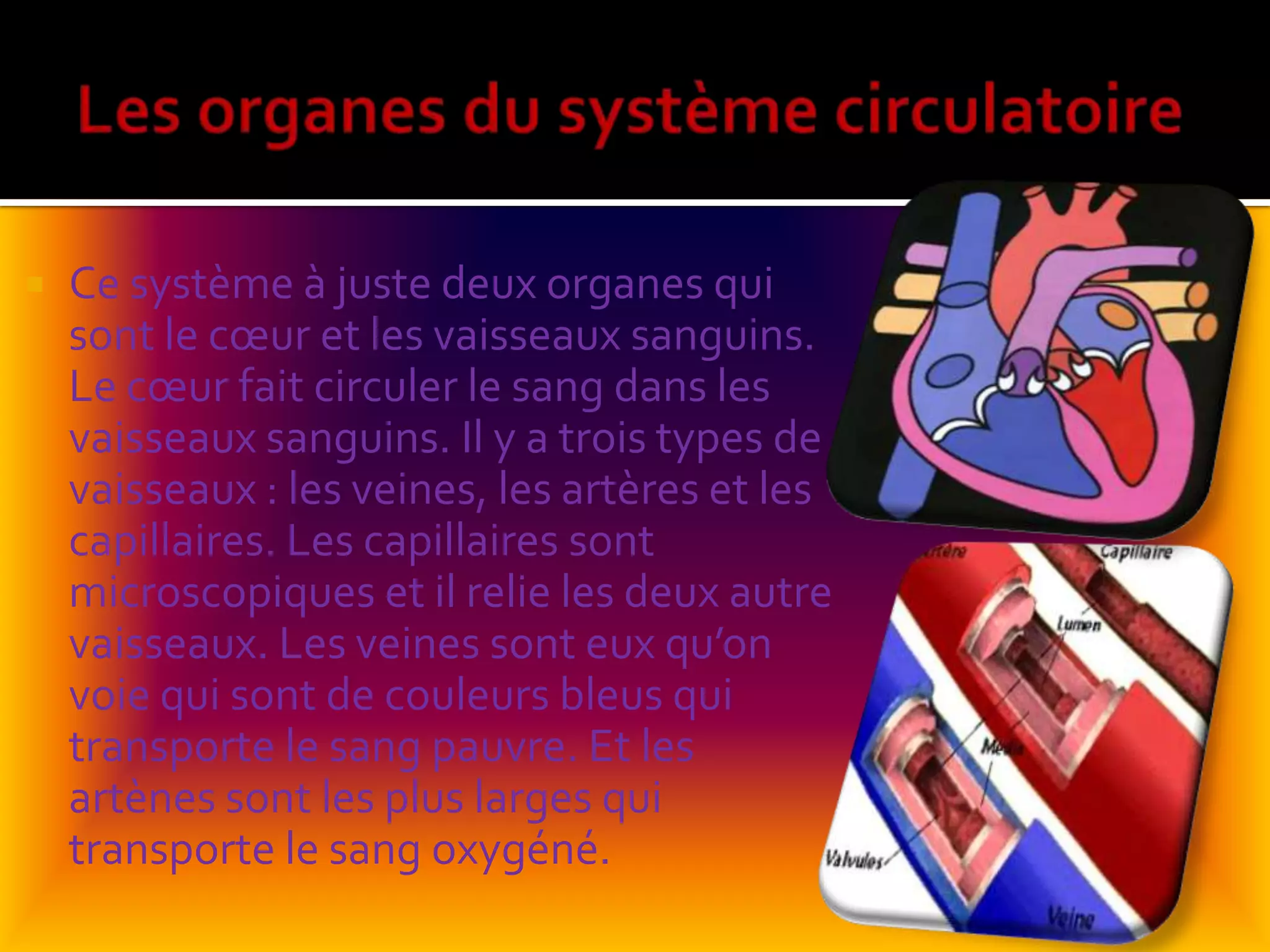 Le système circulatoire sam ban | PPT