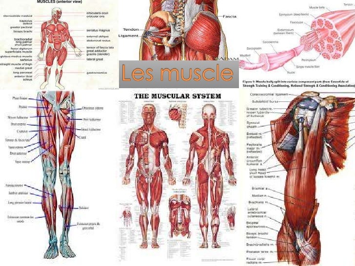 Le système musculaire et osseux