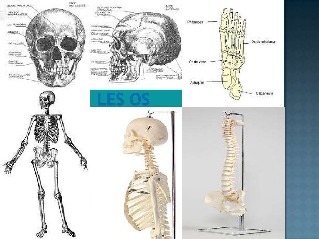 Le système musculaire et osseux