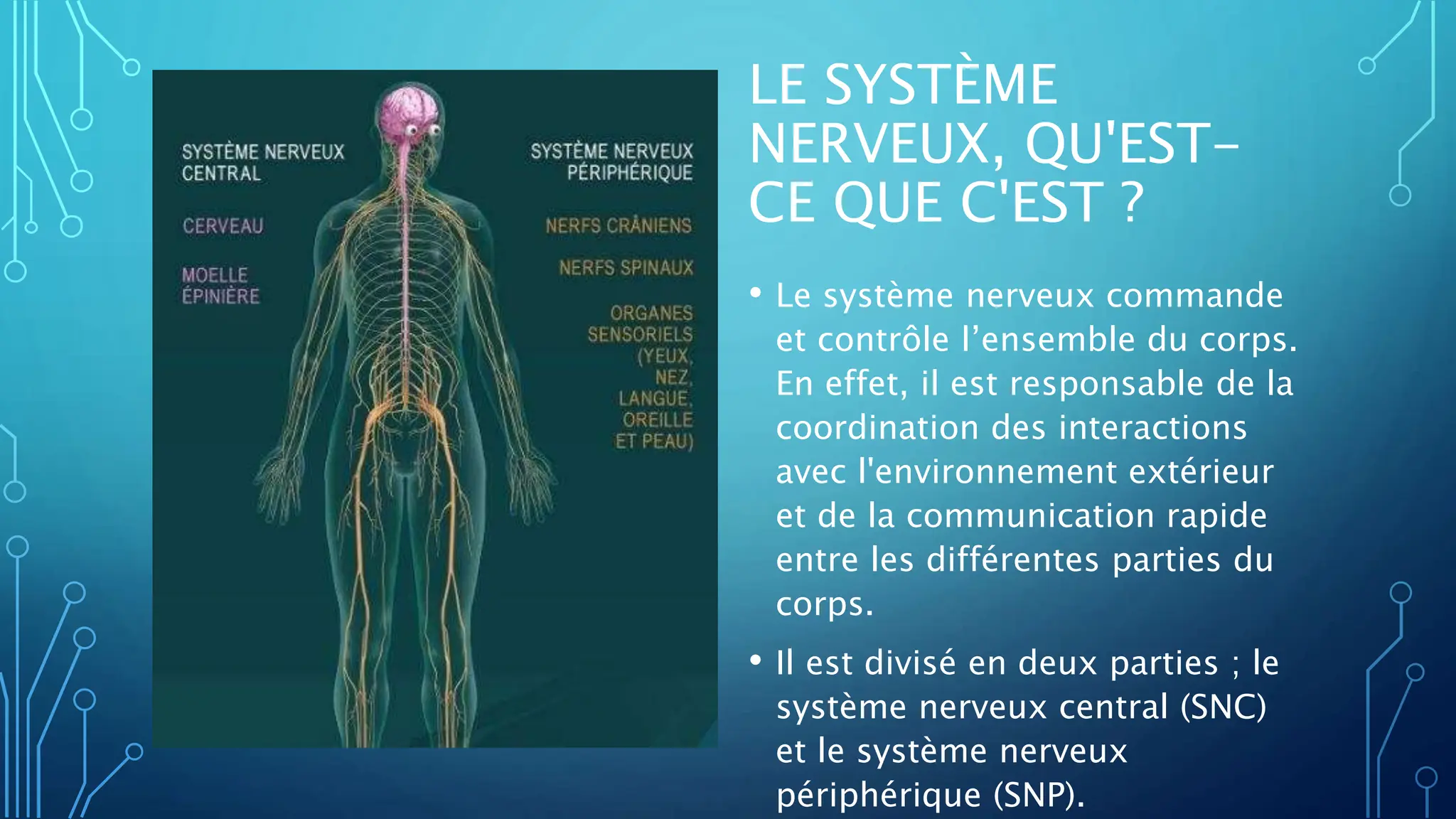 Le Système Nerveux | Le Systeme Nerveux Central – GGWE