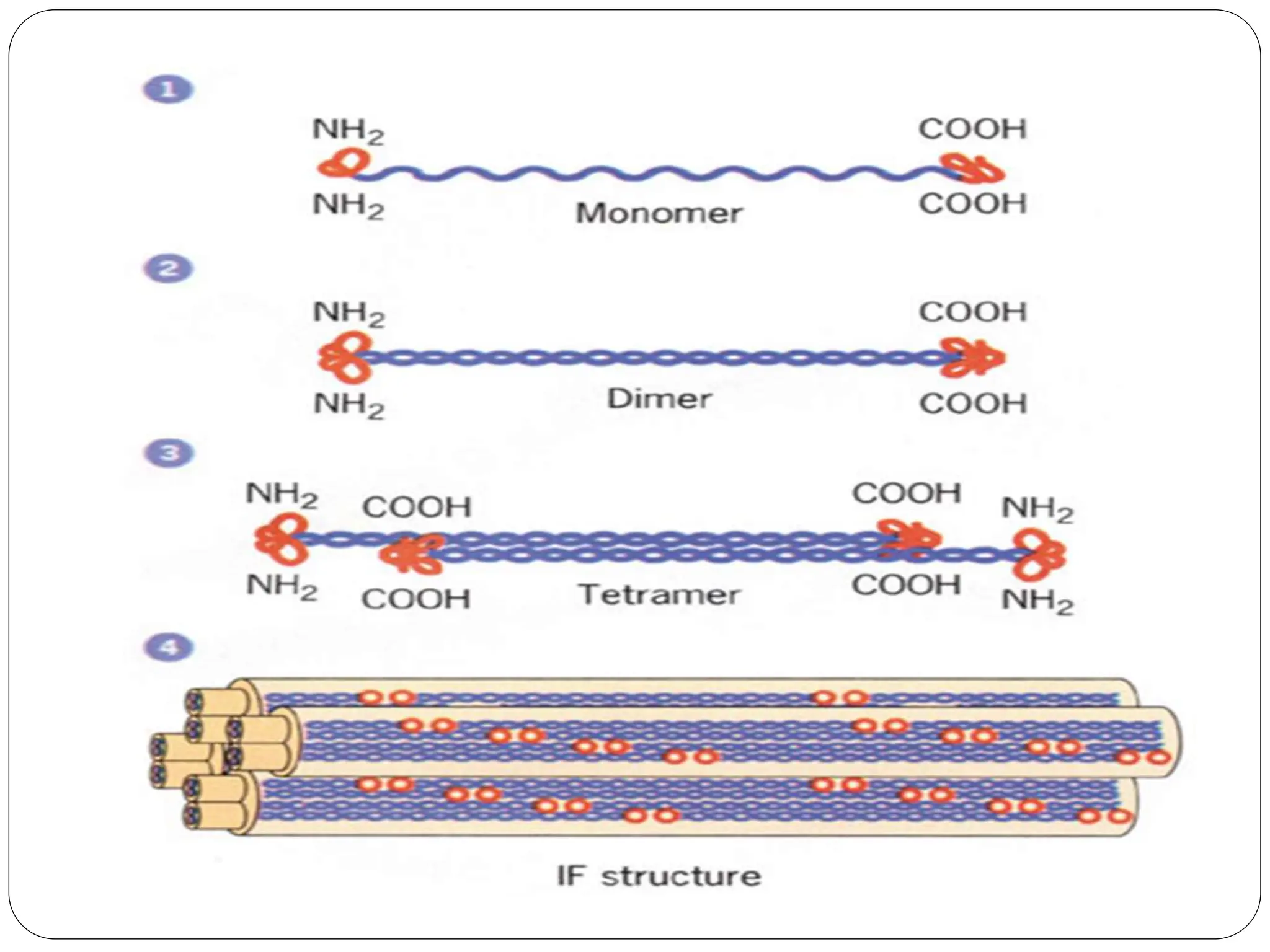 cytoskeleton (Microtubules, microfilaments intermediate filaments) | PPTX