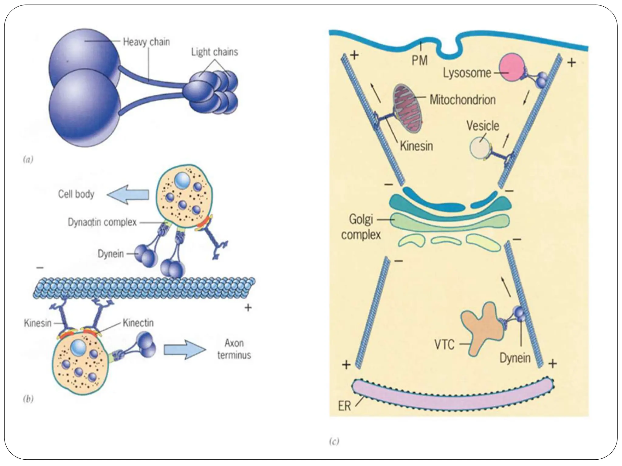 cytoskeleton (Microtubules, microfilaments intermediate filaments) | PPTX