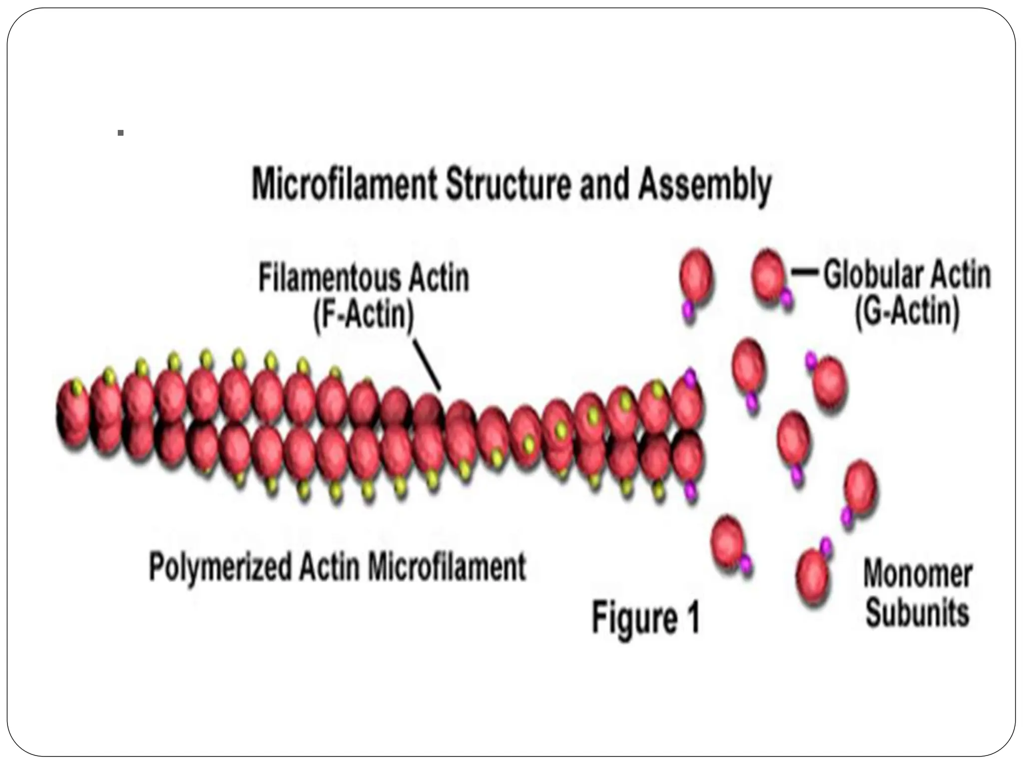 cytoskeleton (Microtubules, microfilaments intermediate filaments) | PPTX