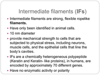 cytoskeleton (Microtubules, microfilaments intermediate filaments) | PPTX