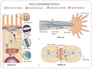 cytoskeleton (Microtubules, microfilaments intermediate filaments) | PPTX