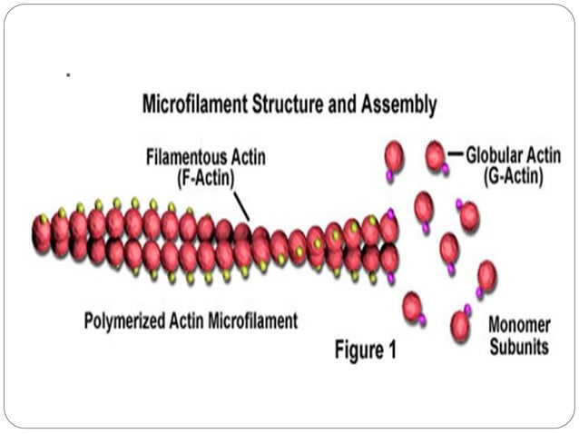 cytoskeleton (Microtubules, microfilaments intermediate filaments) | PPT