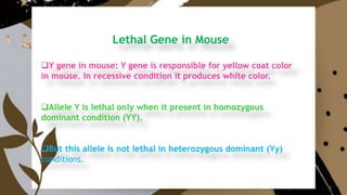 Lethal Gene.pptx
