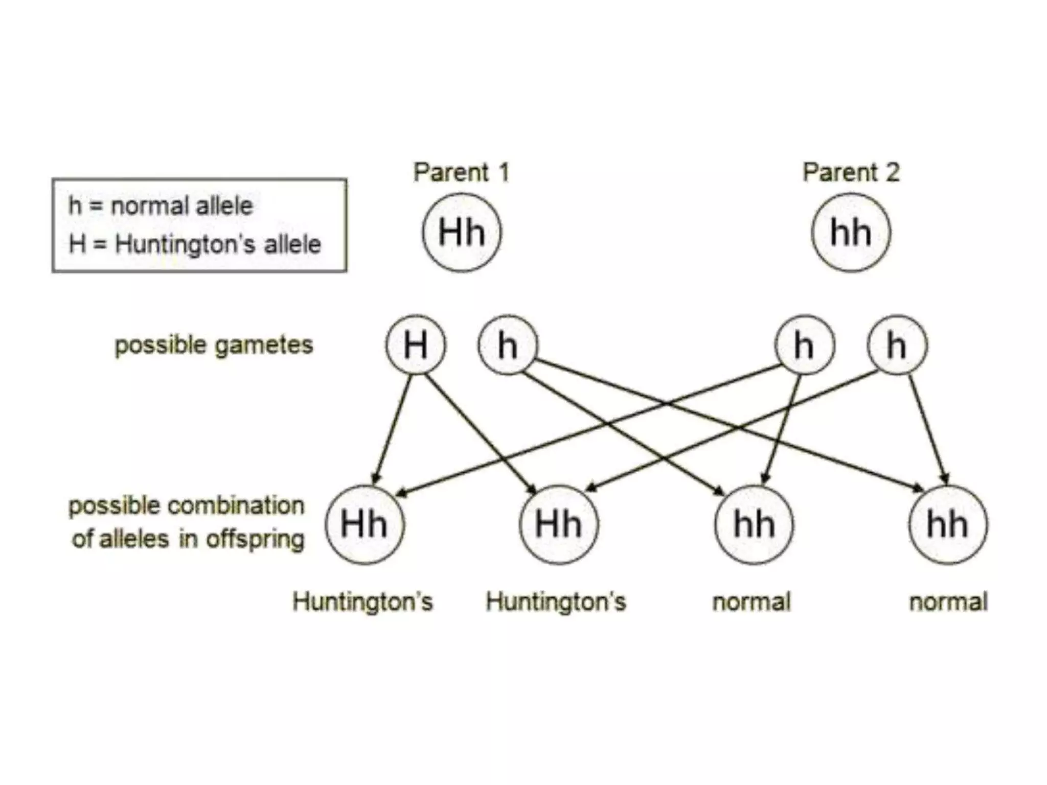 lethal genes | PPT