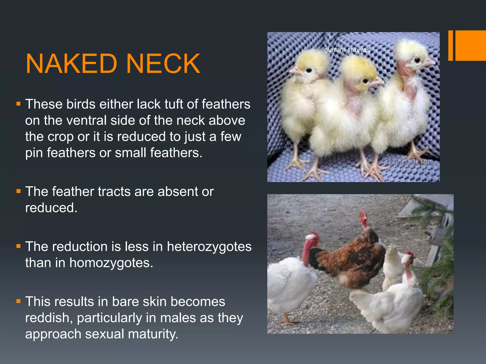 Lethals and mutations in poultry | PPTX