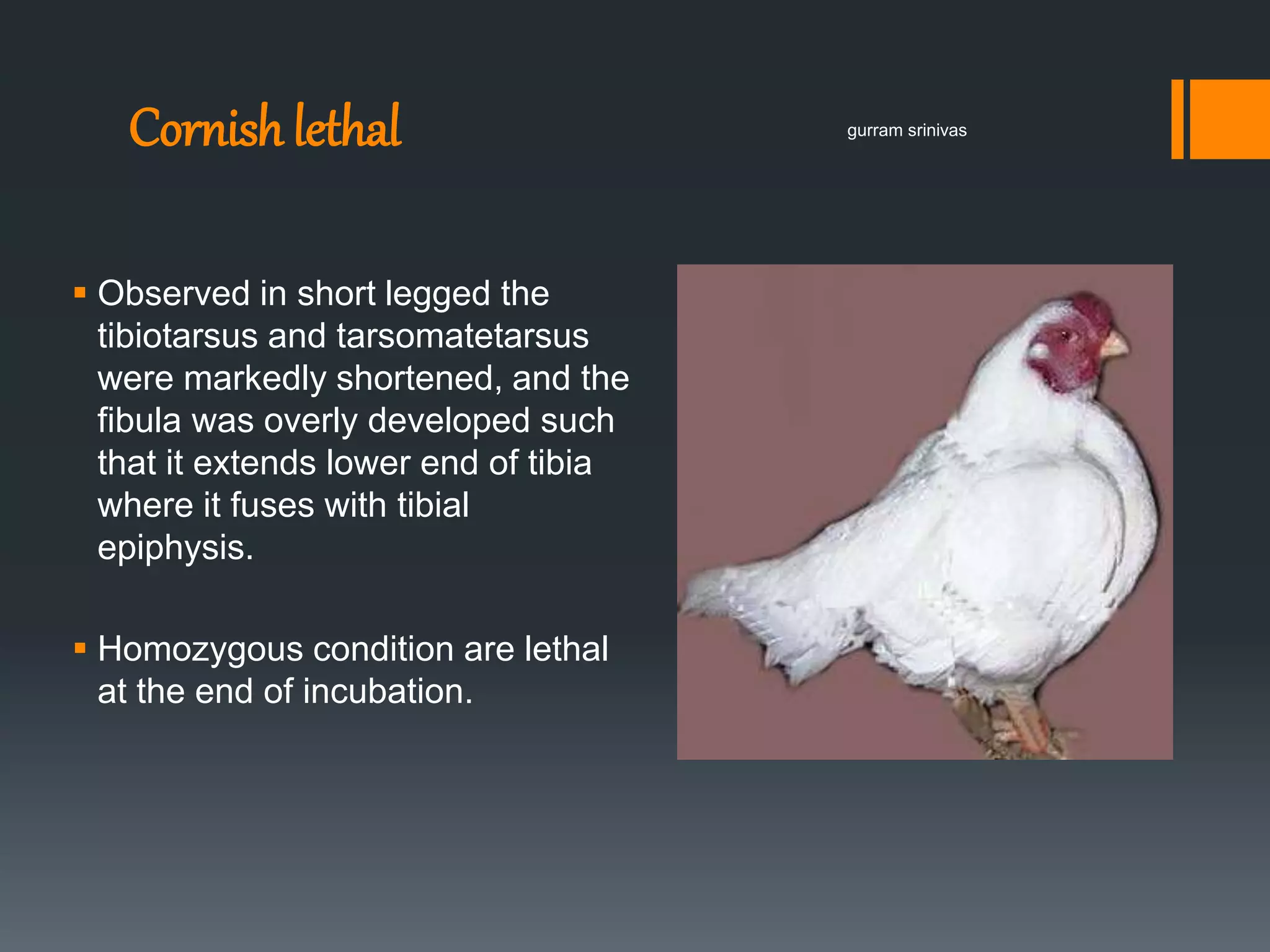 Lethals and mutations in poultry | PPTX