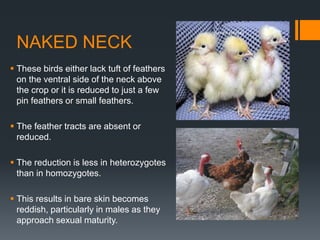 Lethals and mutations in poultry | PPTX