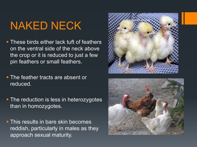 Lethals and mutations in poultry | PPTX
