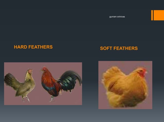 Lethals and mutations in poultry | PPTX