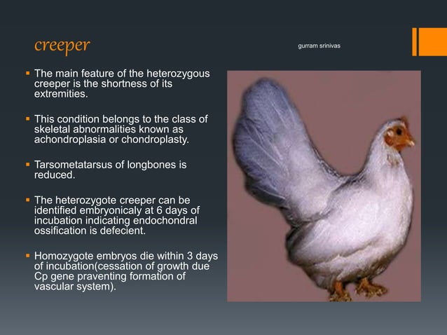 Lethals and mutations in poultry | PPTX