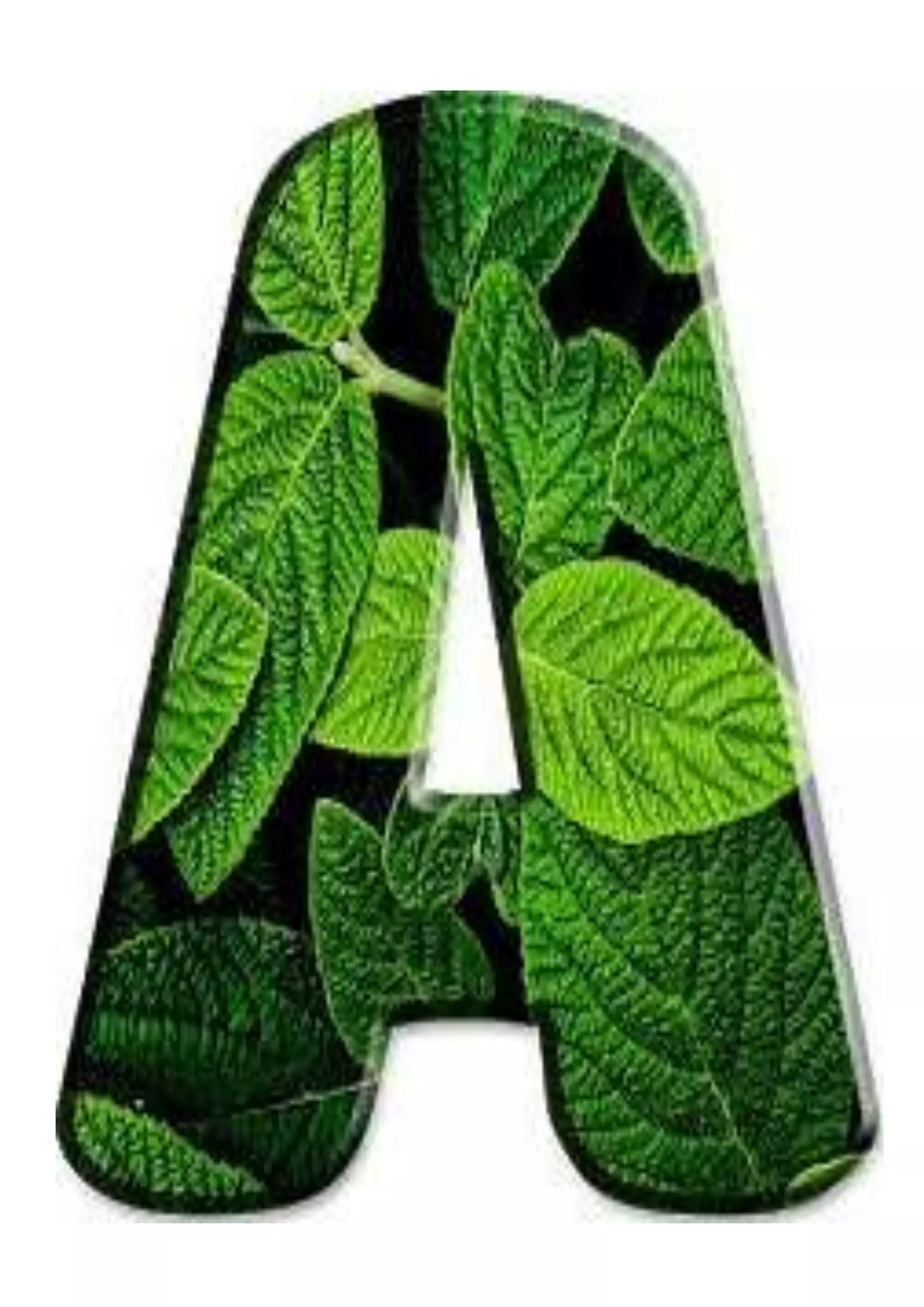 Letras de flora y fauna.pdf