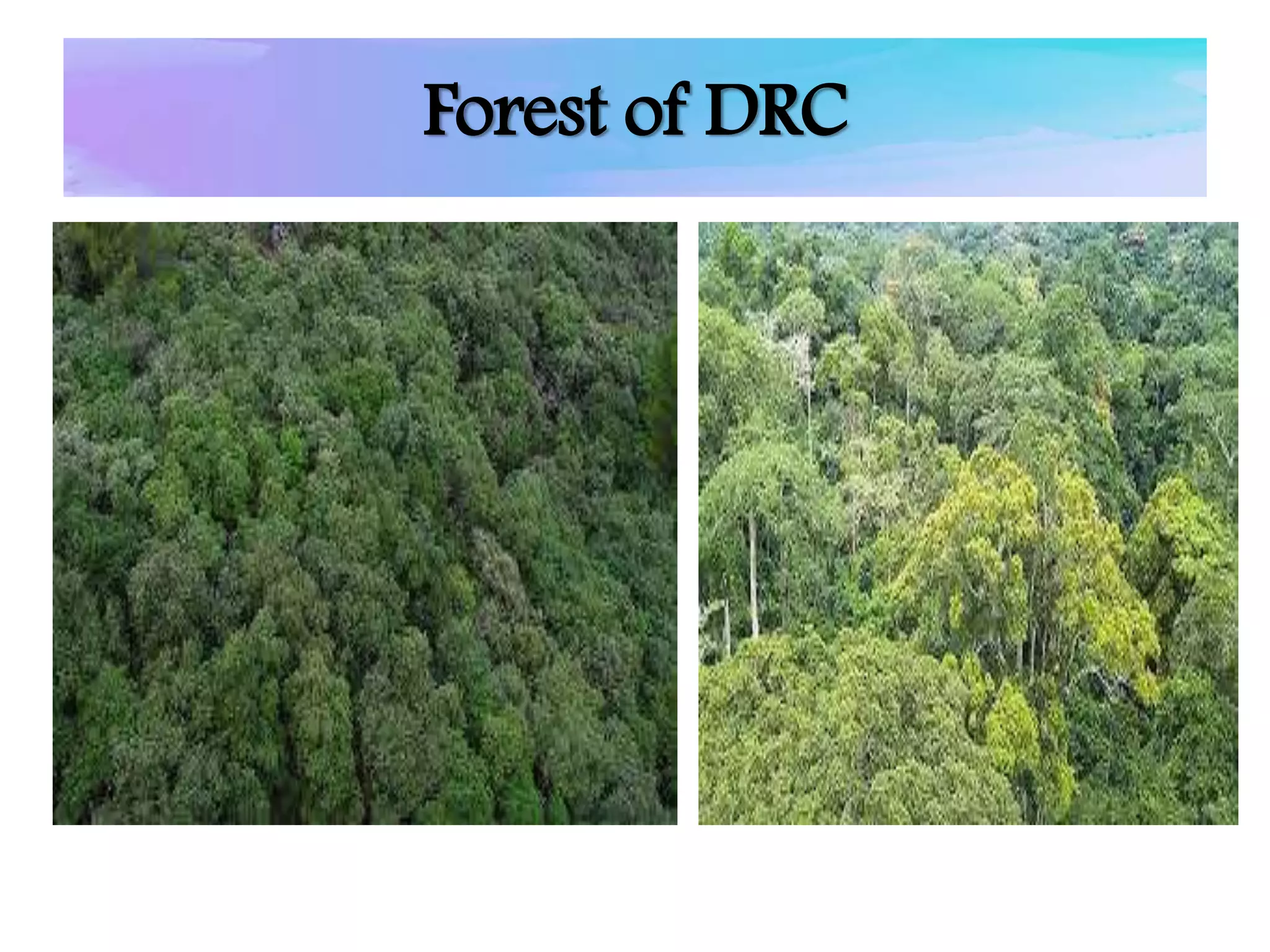 Let's discover DRC ppt by Nivedita mallik | PPT