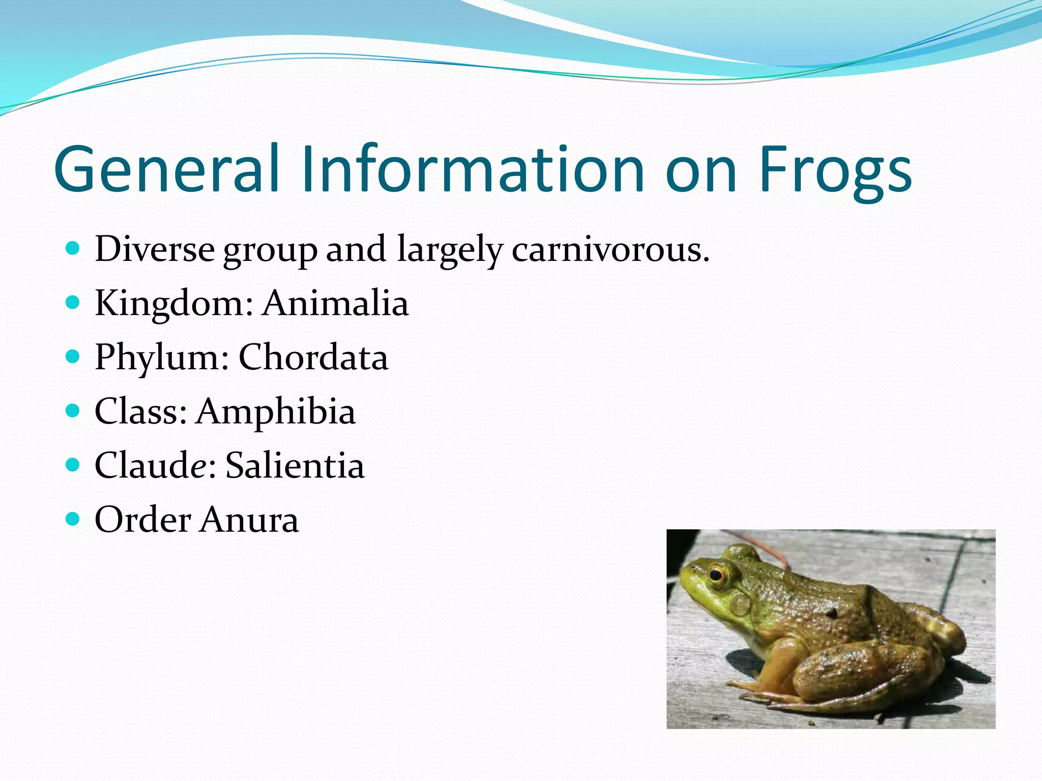 Let’s learn about frogs! | PPTX | Reptiles | Pets
