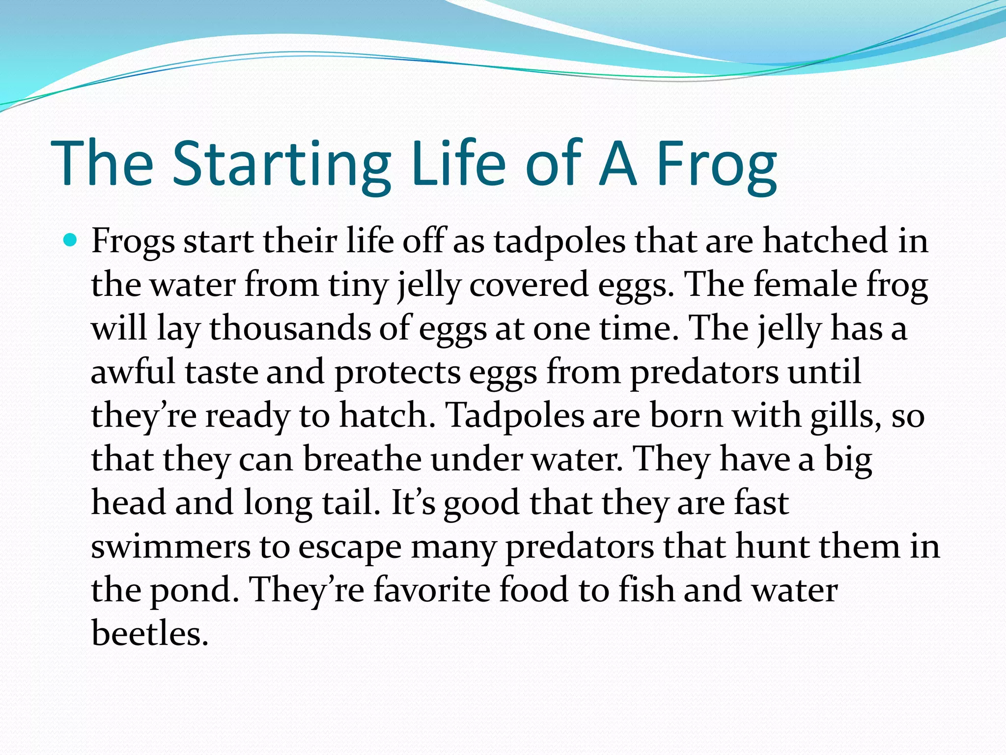 Let’s learn about frogs! | PPTX | Reptiles | Pets