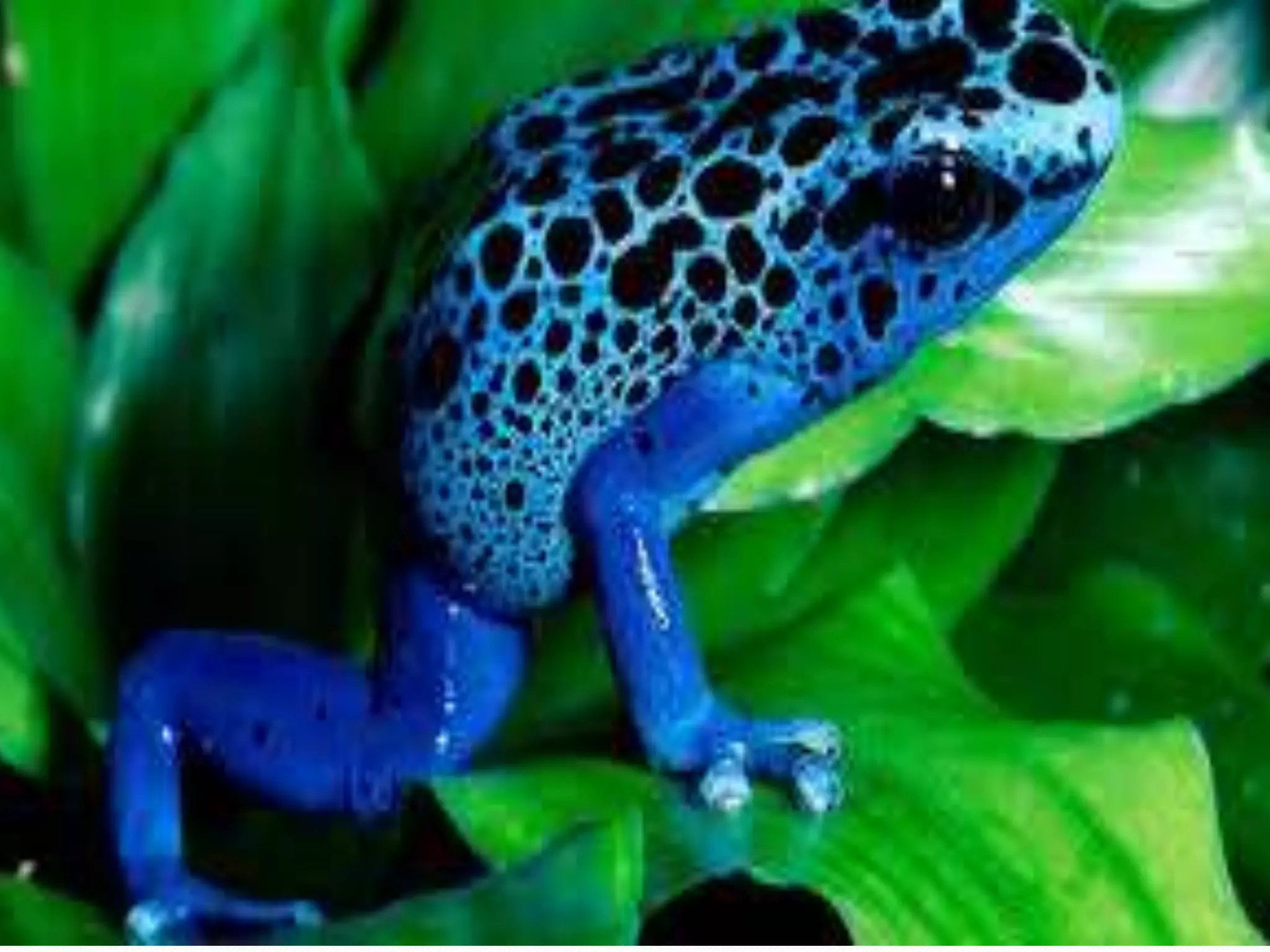 Let’s learn about frogs! | PPTX | Reptiles | Pets