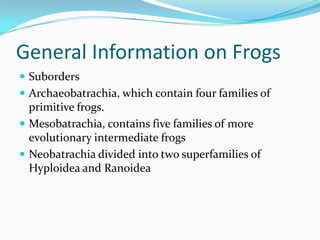 Let’s learn about frogs! | PPTX | Reptiles | Pets