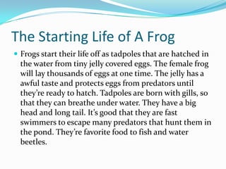 Let’s learn about frogs! | PPTX | Reptiles | Pets