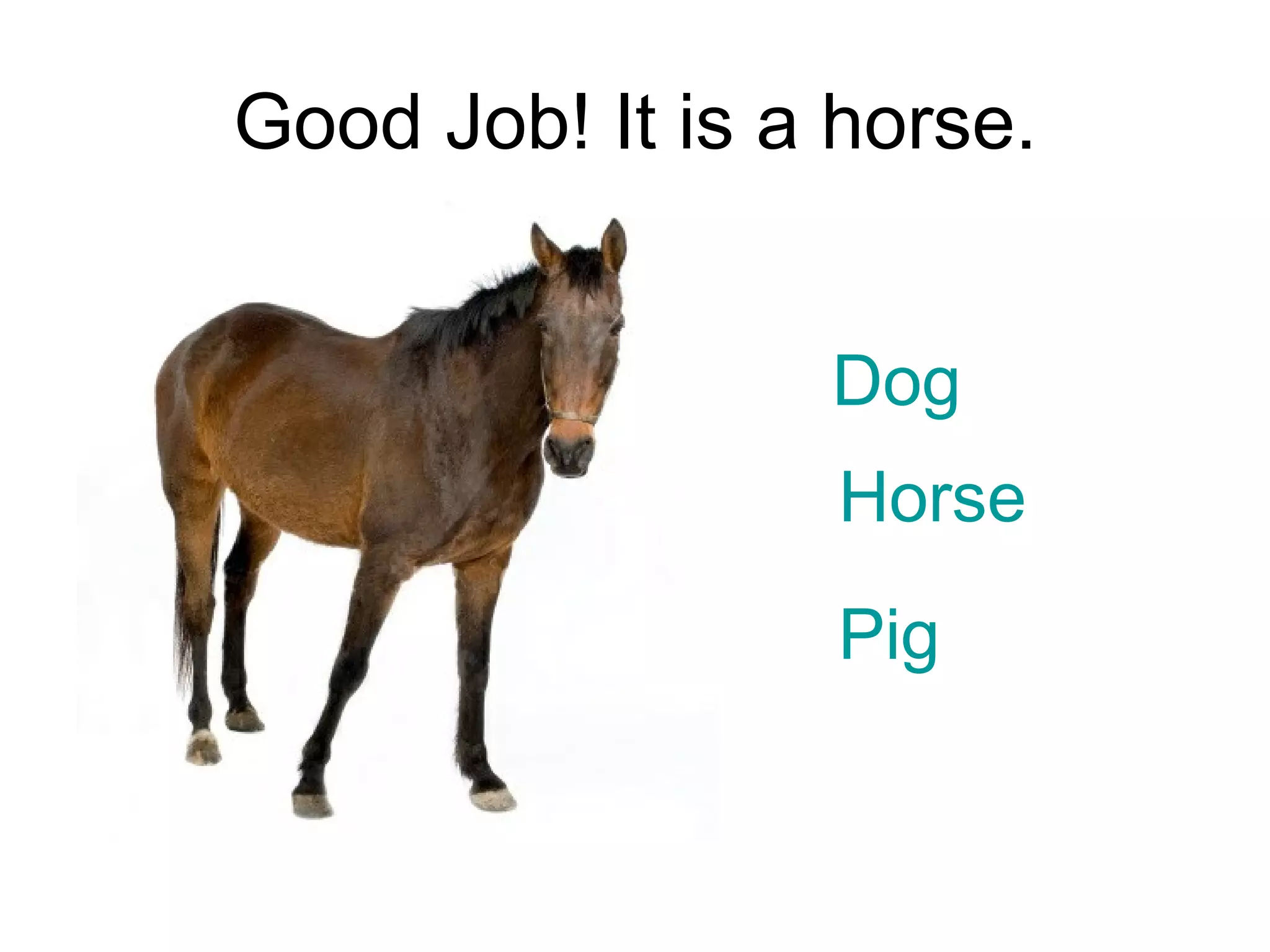 Let’S Learn Animals | PPT