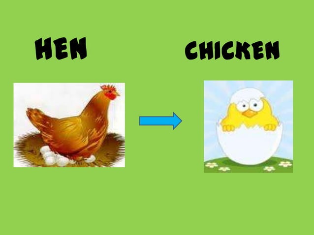 Let’s learn the animals! | PPTX