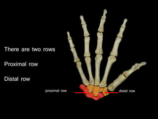 Slideshow: Carpus and Hand Bones | PPTX