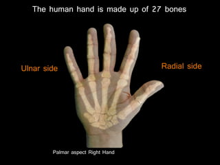 Slideshow: Carpus and Hand Bones | PPTX