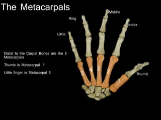 Carpals And Metacarpals