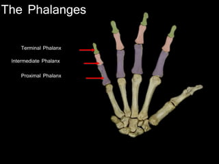Slideshow: Carpus and Hand Bones | PPTX