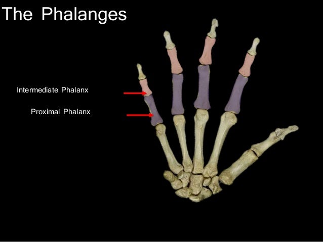 Slideshow: Carpus and Hand Bones