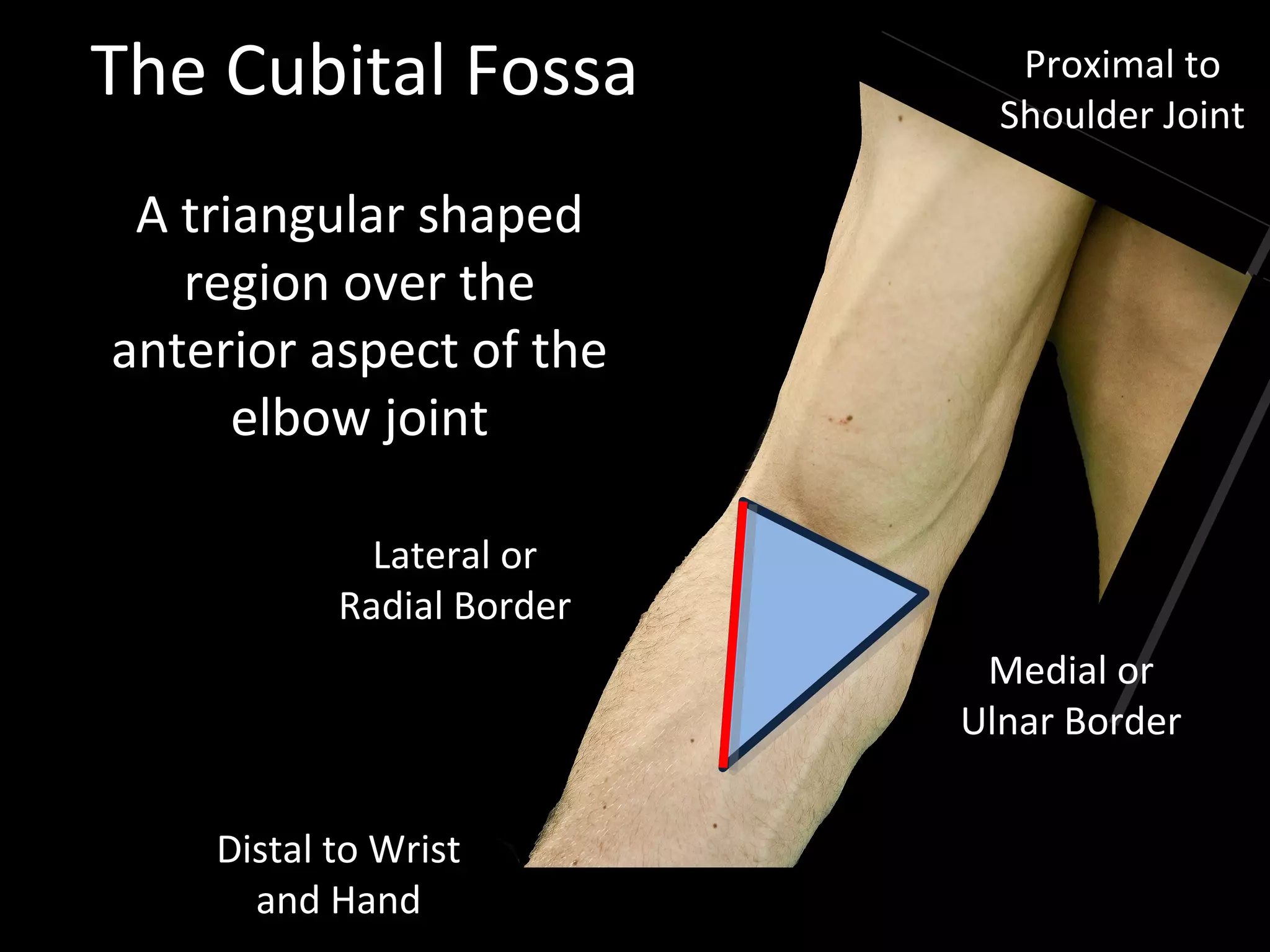 Slideshow: Cubital Fossa | PPT