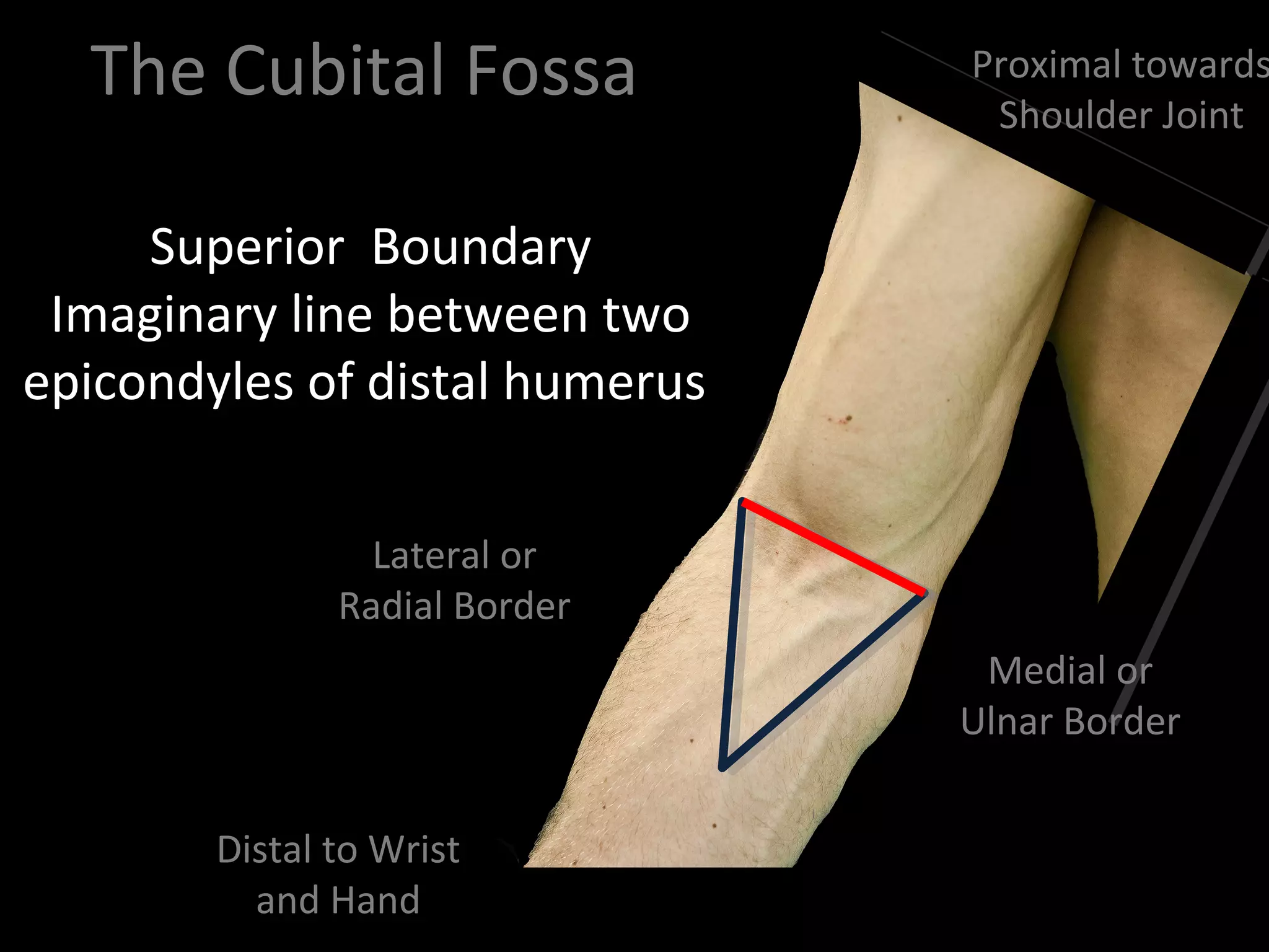 Slideshow: Cubital Fossa | PPT