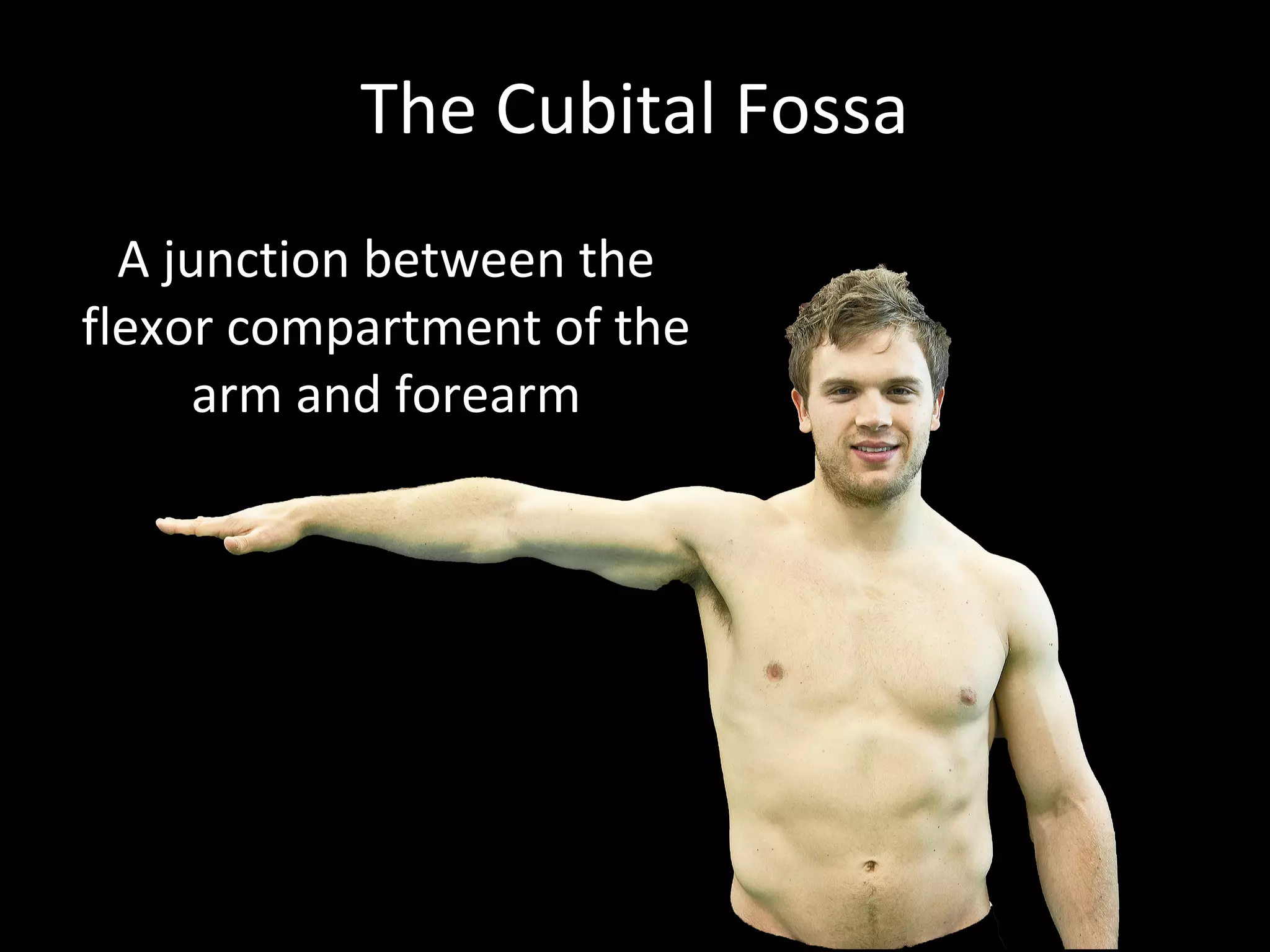 Slideshow: Cubital Fossa | PPT