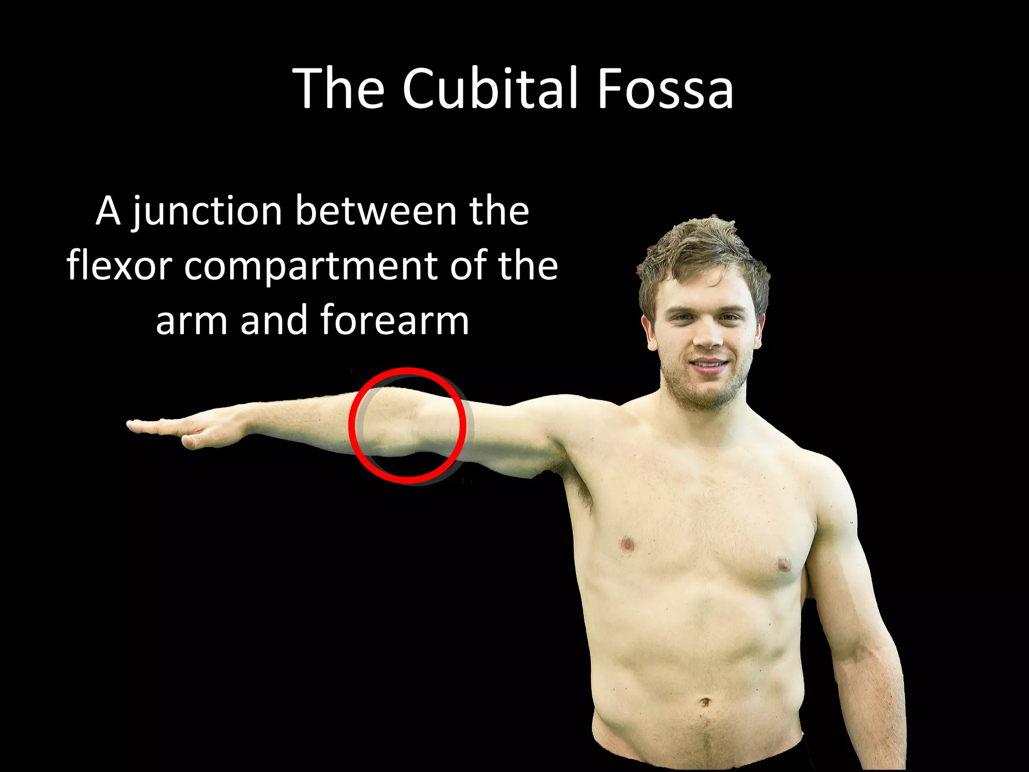 Slideshow: Cubital Fossa | PPT | Death, Injury, or Military Conflict ...