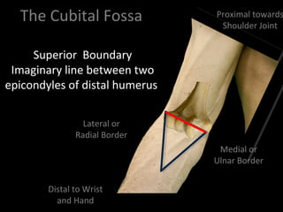 Slideshow: Cubital Fossa | PPT