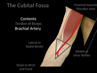 Slideshow: Cubital Fossa | PPT