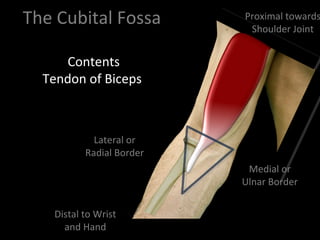 Slideshow: Cubital Fossa | PPT