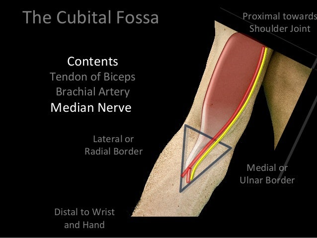 Slideshow: Cubital Fossa