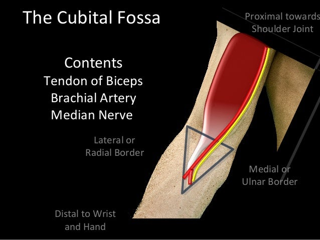 Slideshow: Cubital Fossa