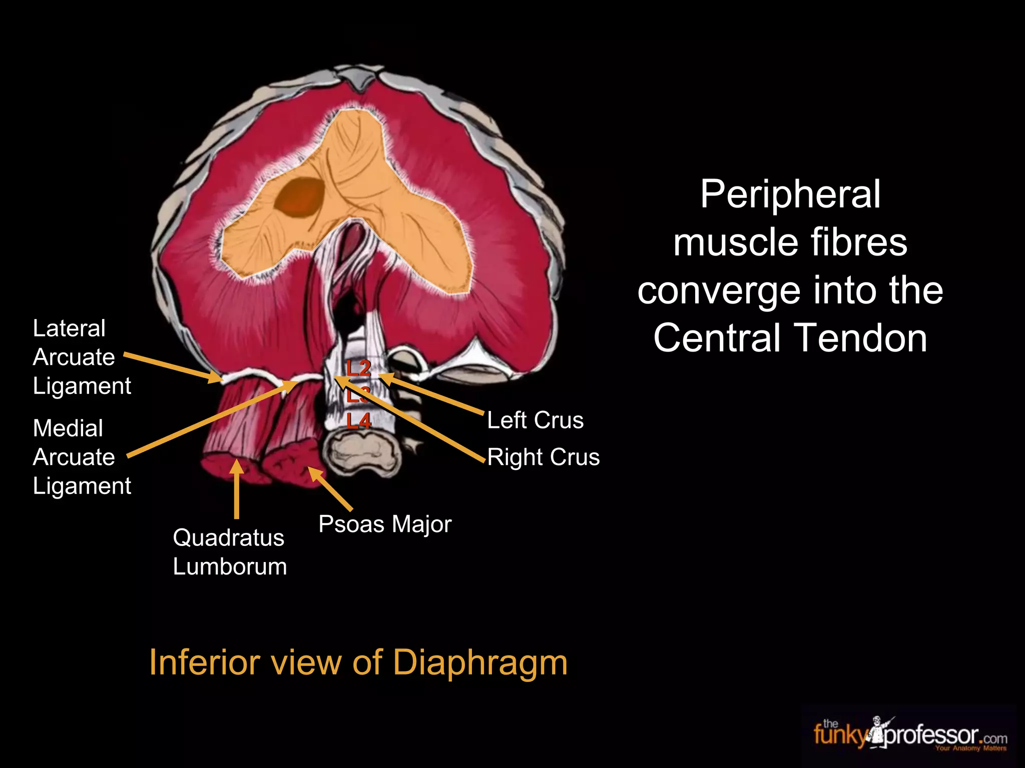 The Diaphragm | PPTX