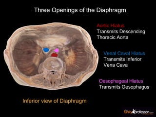 The Diaphragm | PPTX